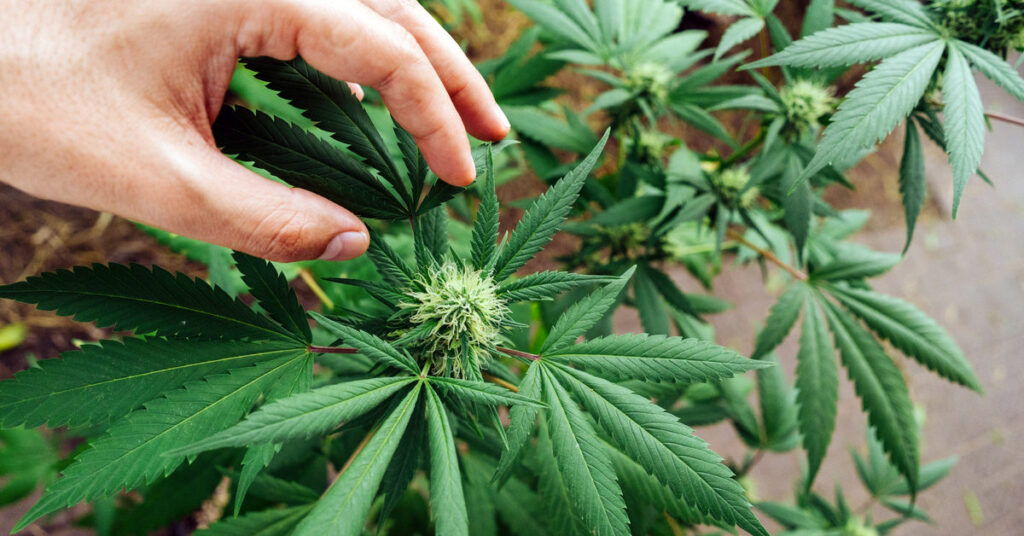 Growing Tips And Medical Effects of ACDC Strains - 2020 Guide - g For Games