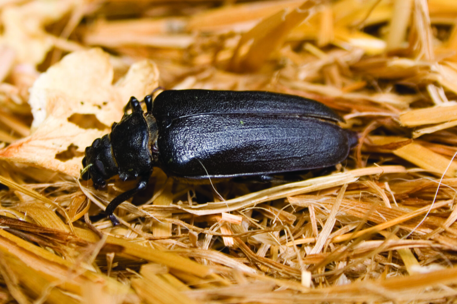 6 Most Common House Problems That Are Caused by Clogged Gutters - 2024 ...